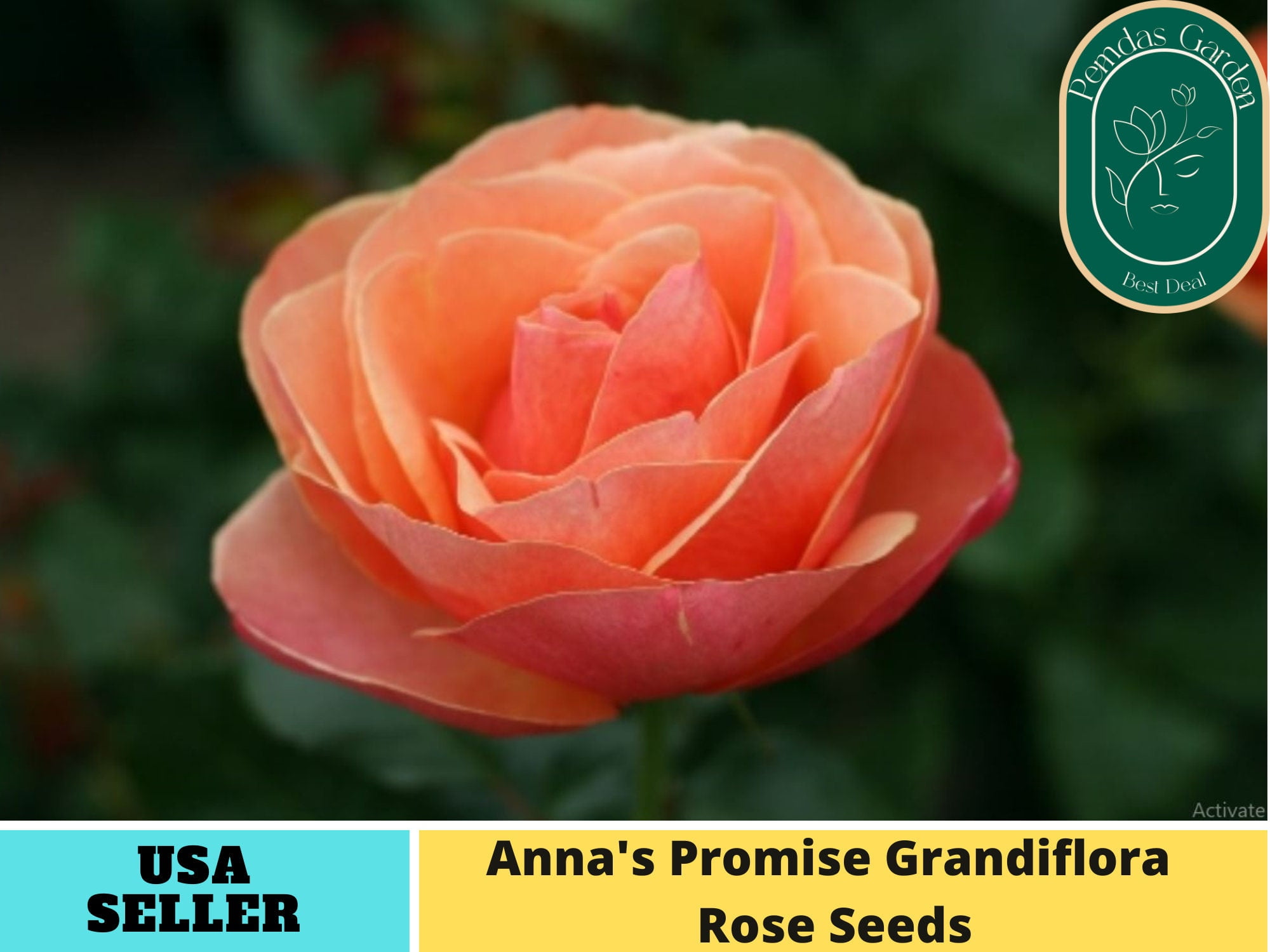 32+ Seeds|Anna's Promise Grandiflora Rose Seeds - Authentic Seeds ...