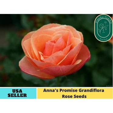 30 Seeds| Cherry red double knockout rose seeds #1408 | Seeds, Herbal ...
