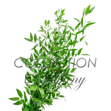Israeli Ruscus 100 Stems of 50 cm Fresh Cut Greenery Green Filler Farm ...