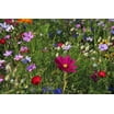 Hummingbird & Butterfly Wildflower Seed Mix - 4 Oz - Wild Flower Seed ...