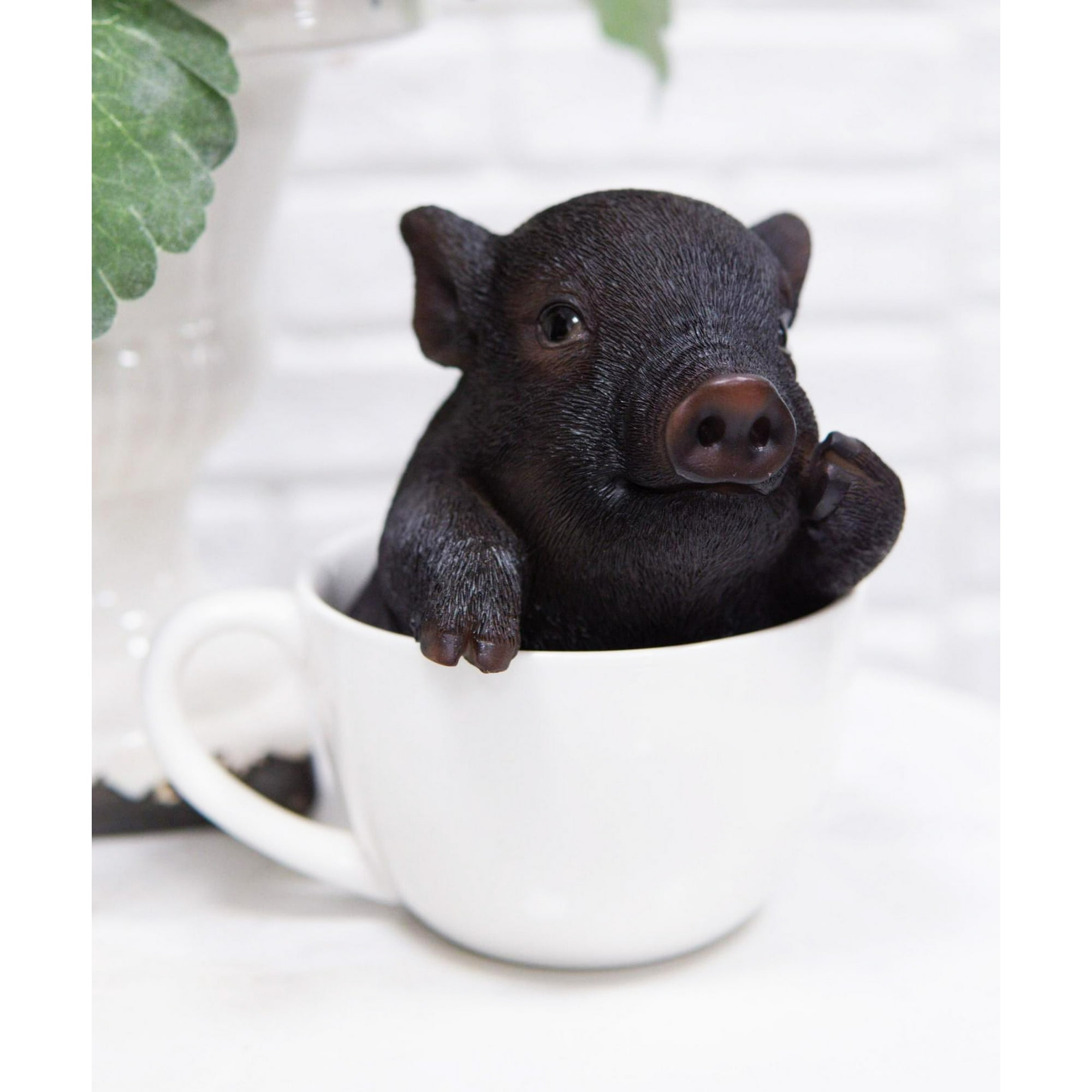 Black Teacup Pig