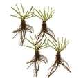 National Plant Network Bare Root Rose Scentables Sunbelt Savannah ...