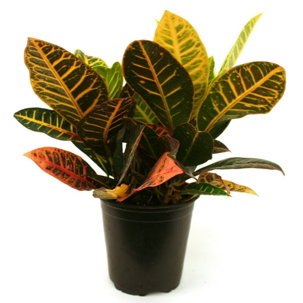 Croton Houseplant
