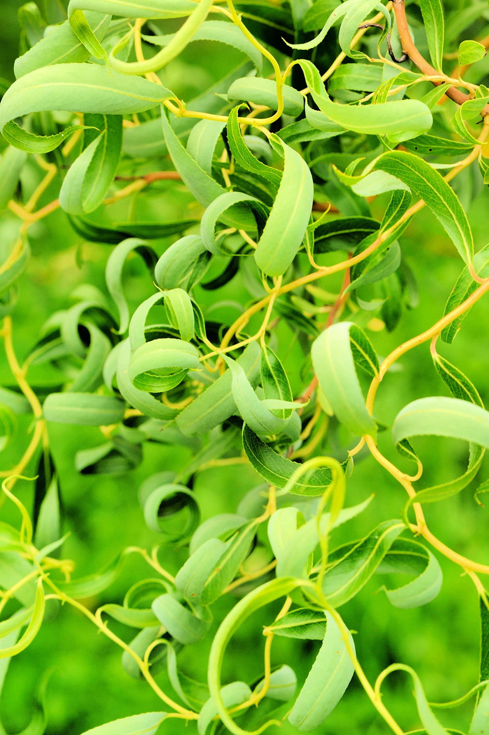 Gold Curly Willow Trees - Fast Growing Attractive Good Luck Trees ...