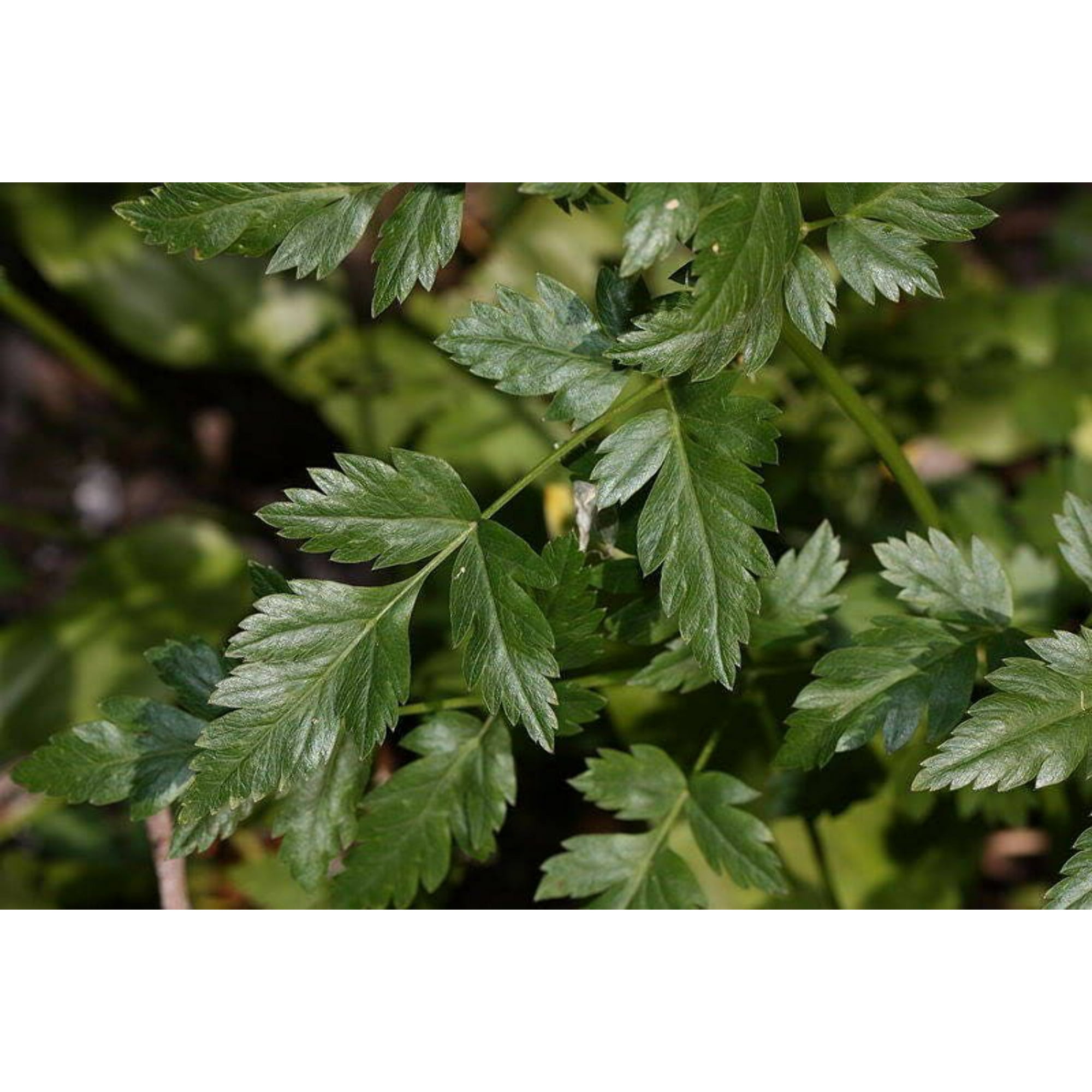 Click here for Seedville Usa 50 Lovage Levistucum Officinale - Fl... prices