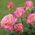 Heirloom Roses - Muzi-Lucia Hybrid Tea, Lavender Bouquet, Ready Flowers ...