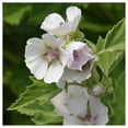 Everwilde Farms - 150 Marsh Mallow Wildflower Seeds - Gold Vault Seed ...