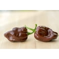 50 *Seeds Hot BROWN HABANERO PEPPER Capsicum Chinense Seeds - Walmart.com