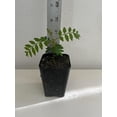 Jacaranda Tree Live Plant in 4'' Pot, Purple Jacaranda Mimosifolia Tree ...