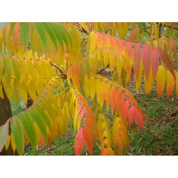 30 FLAMELEAF SUMAC TREE Shining Dwarf Winged Rhus Schmaltzia Copallina ...