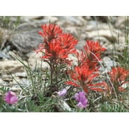 10 PACIFIC MADRONE TREE Bearberry Red Arbutus Menziesii Oregon Laurel ...