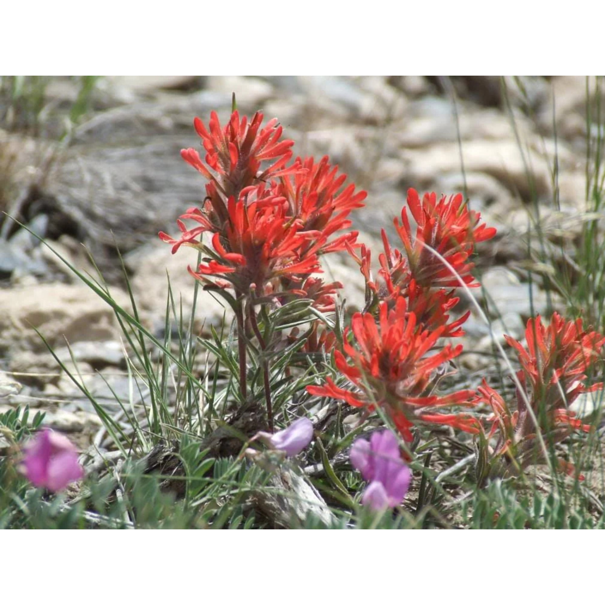 Click here for Seedville Usa 50 Red Indian Paintbrush Castilleja... prices