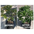 20-20-20 Water Soluble Fertilizer - Balanced NPK Plant Food with Kelp ...