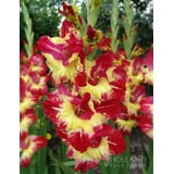 "Blue Moon" Crocus Mix - 10 Large Bulbs to Grow - Vibrant Purple and ...
