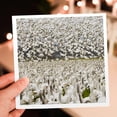 3drose, Wa, Skagit River Delta, Fir Island. Snow Geese Birds - Us48 ...