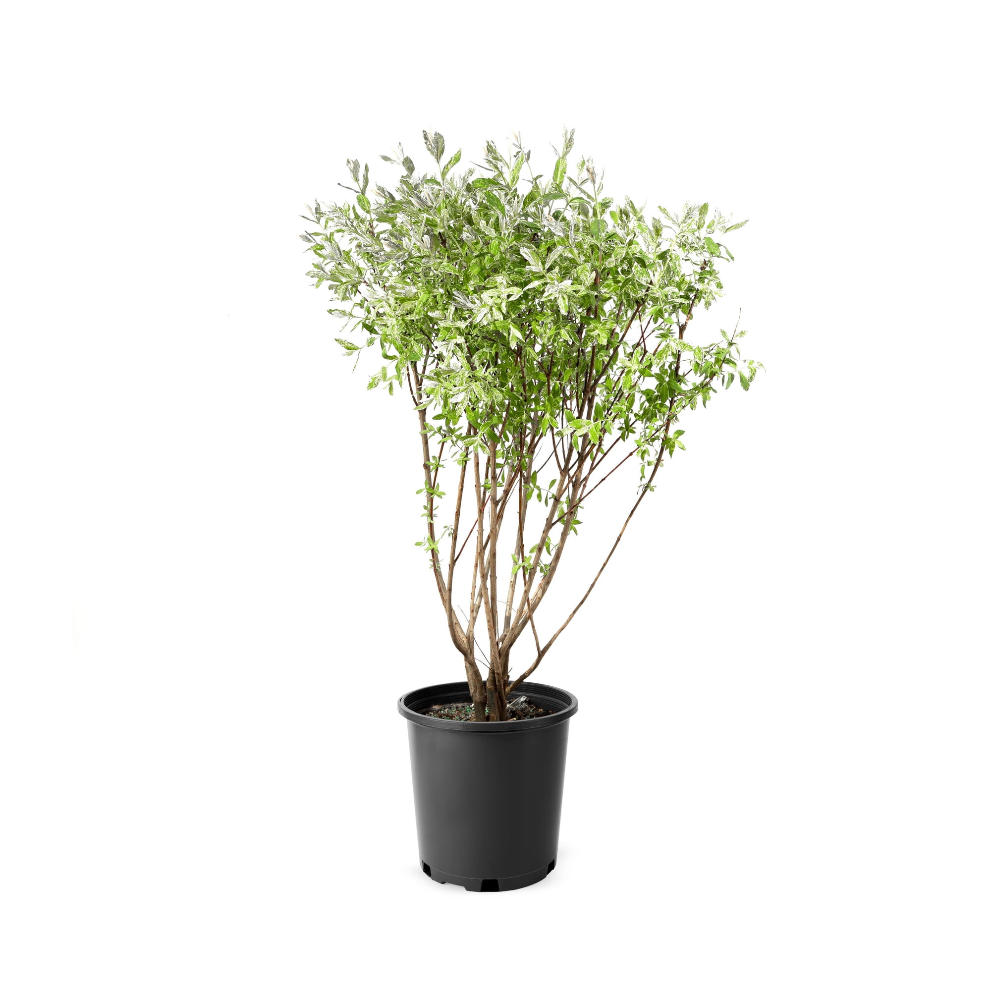 Click here for Landscp Essentials 2 Gallon Dappled Willow Shrub prices