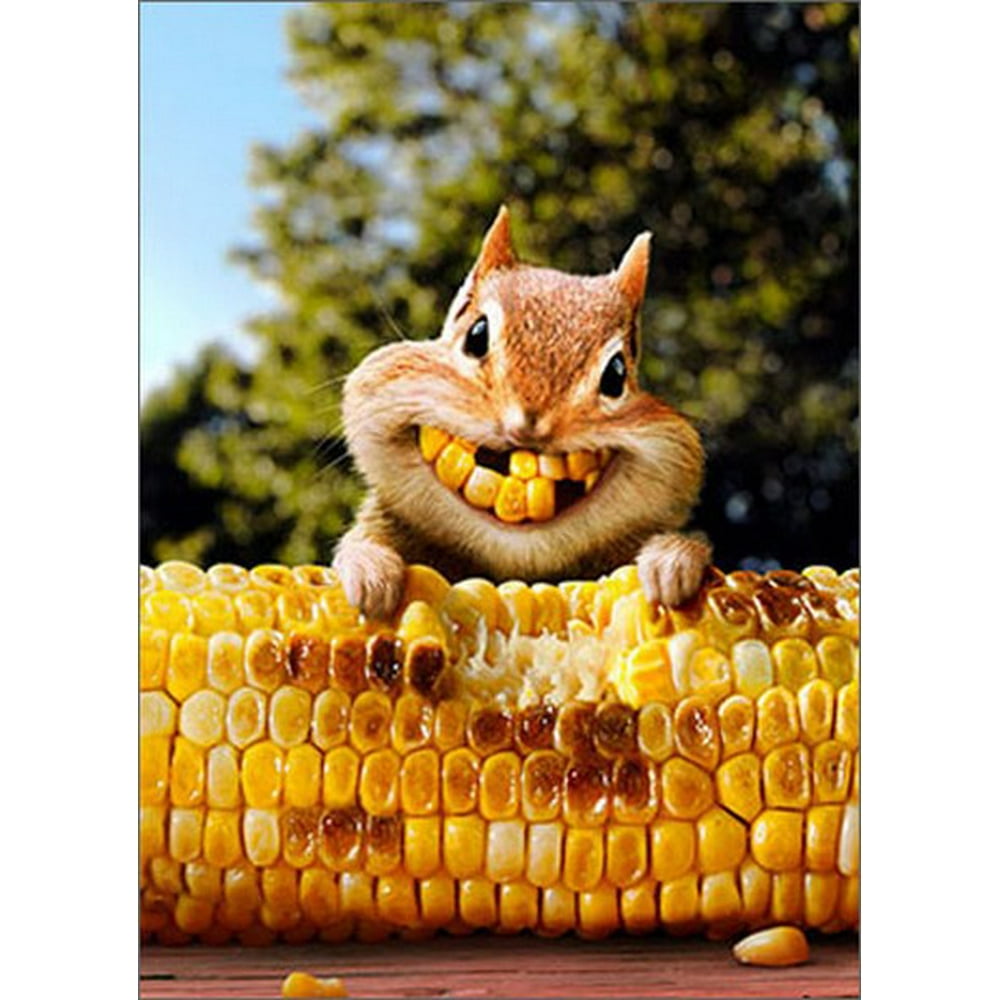 Avanti Press Chipmunk Corn Teeth Funny / Humorous Friendship Card ...