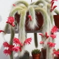Live Monkey Tail Cactus Plant, Trailing Cactus Succulent, 6-8 Inches ...