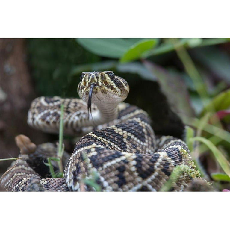 Baby Eastern Diamondback Rattlesnake