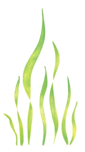 Sea Grass Wall Stencil -E168 by Designer Stencils - Walmart.com