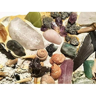 I Dig It! Fossils - Kids Science Rock Toys, Real Fossils Excavation Kit ...