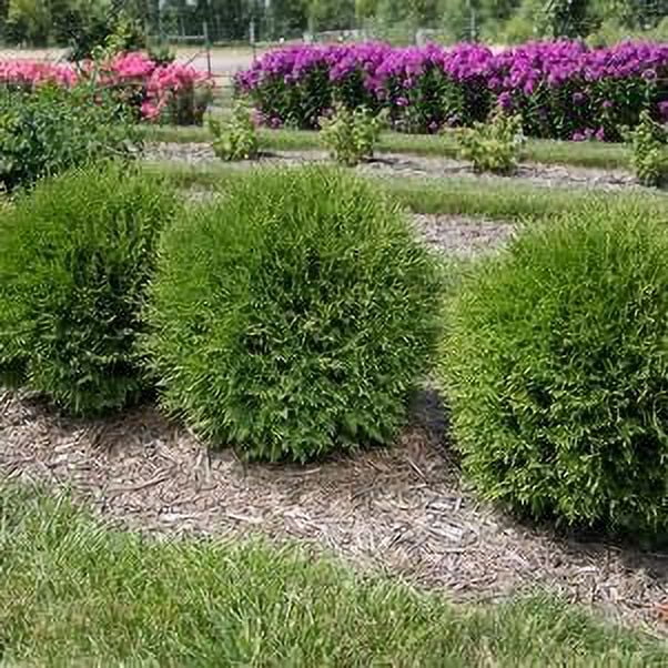 Dwarf Arborvitae