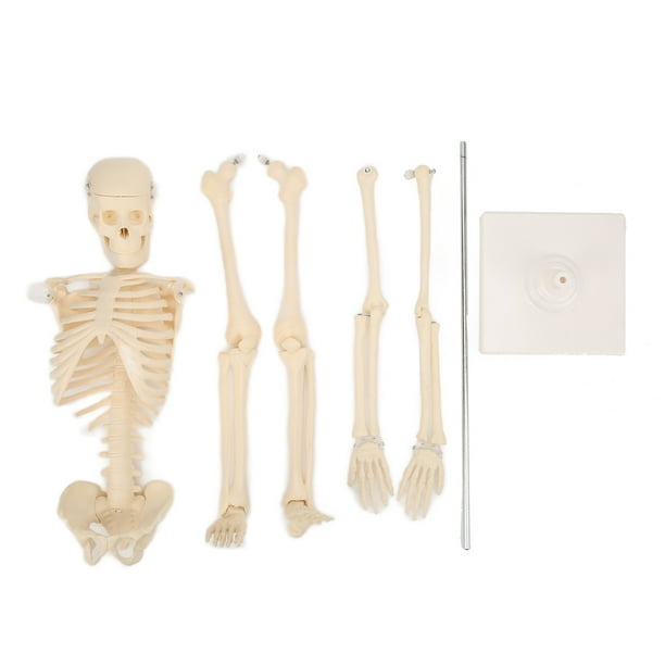 Human Skeletal Model ABS Human Bone Model with Detachable Function Simulation for Anatomy and ...