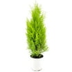 2-PK Live Dwarf Lemon Cypress, Cupressus macrocarpa ‘Goldcrest Wilma ...