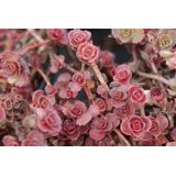 50 Red DRAGONS BLOOD SEDUM Stonecrop Sedum Spurium Flower Seeds ...