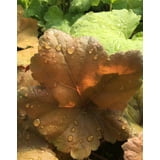 Caramel Heuchera in Trade Gallon Size Containers// Coral Bells--(0.667 ...