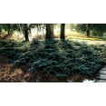 Blue Rug Juniper 40 Live Plants Juniperus Horizontalis Wiltonii Low ...