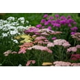 Seedville USA 500 Mixed Summer Yarrow Seeds, Red, White, Pink, Gold ...