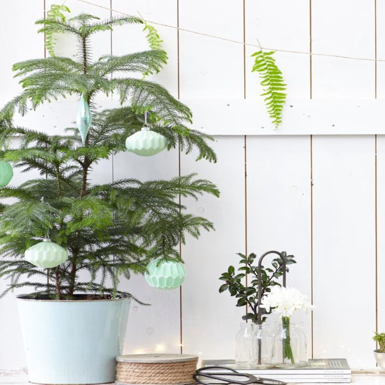 Norfolk Pine Tree Blooms