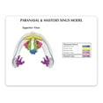 Clear Sinus Model, for Human Anatomy Physiology Education, Anatomy ...