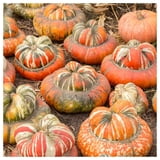 Everwilde Farms - 1 oz Turks Turban Gourd Seeds - Gold Vault Bulk Seed ...