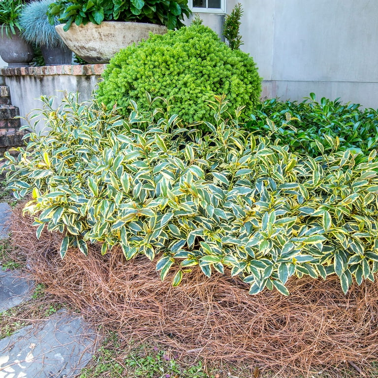 Variegated Evergreen Shrubs