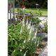 50 Mixed Colors VERONICA SIGHTSEEING MIXTURE (Spike Speedwell) Veronica ...
