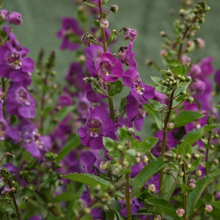 Angelonia Angustifolia Angelface Blue