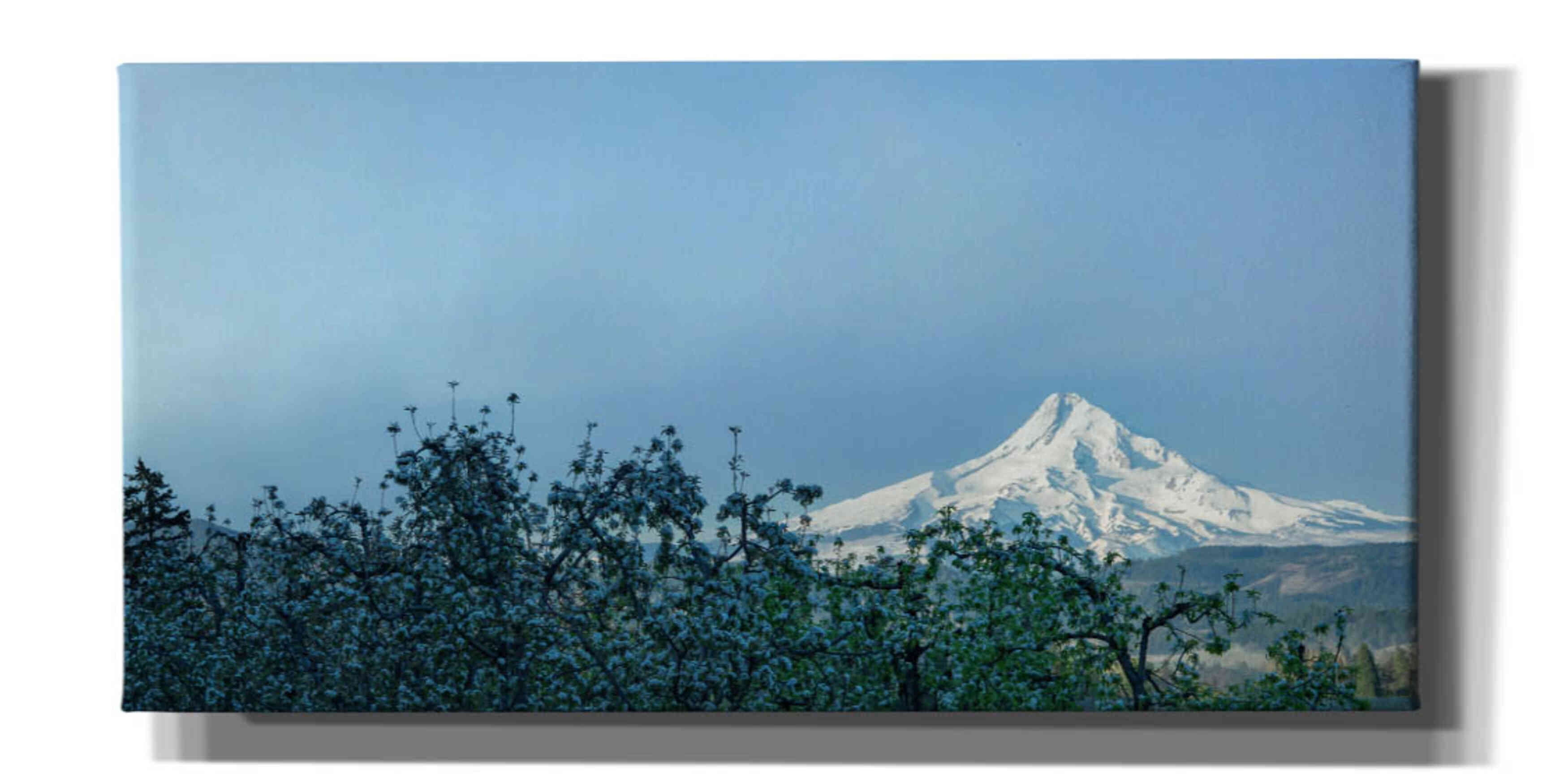 Epic Graffiti 'Pear Blossom Morning' by Don Schwartz, Giclee Canvas ...