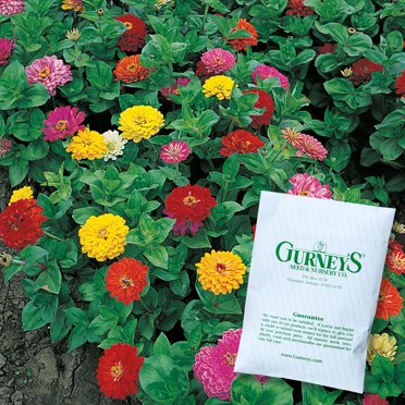 Ruby Passion Sunflower Flowering Seeds, 15 seeds per pack - Walmart.com