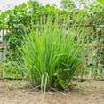 Live 10 Lemon Grass Plants for Outside, Lemongrass Plants Live, No Pot ...