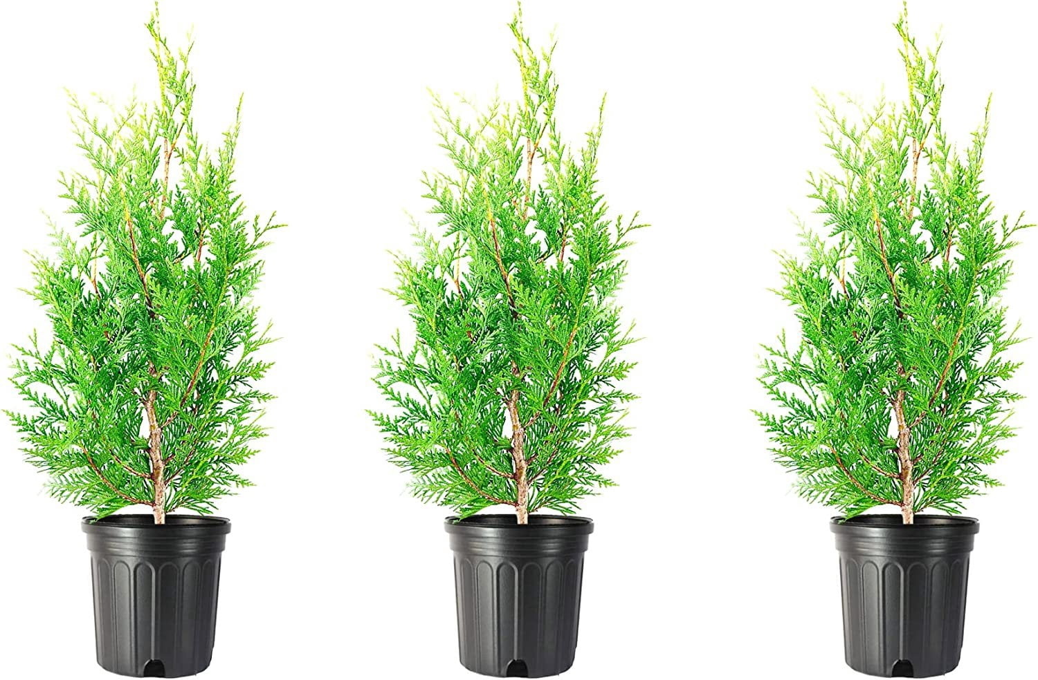 Green Giant Arborvitae 3 Live 1 Gallon Trees Thuja Plicata Evergreen ...