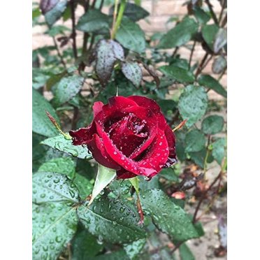 50+ Strong Fragrant Red Rose Flowers Seeds Bonsai Bush Shrub Garden ...