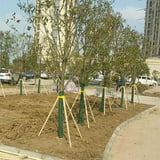 Walbest Plant Frame Large Tree Growing Support Stakes Tripod Plastic ...