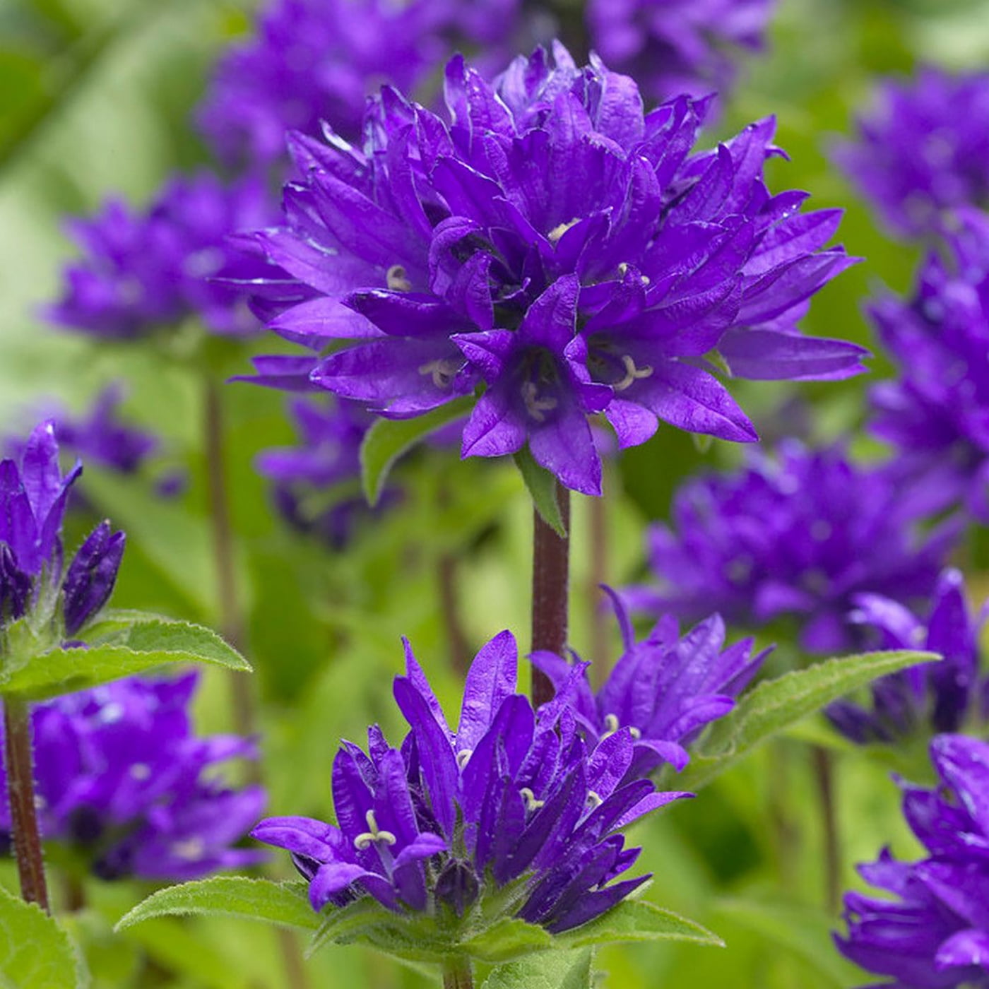Superba Bellflower Perennial - Campanula glomerata Superba - Quart Pot ...