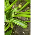 50 Seeds COCOZELLE di Napoli SQUASH Italian Zucchini Cucurbita Pepo ...