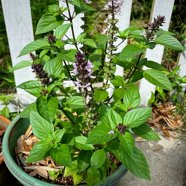 Sweet Basil | Two Live Herb Plants | Non GMO, Gardener Favorite ...