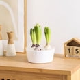 Plastic Hyacinth Flower Planting Container With Divider 3 Section ...