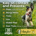 Happy Jack Kennel Dip II Flea Tick Mange Treatment for Dogs 16 oz Broad ...
