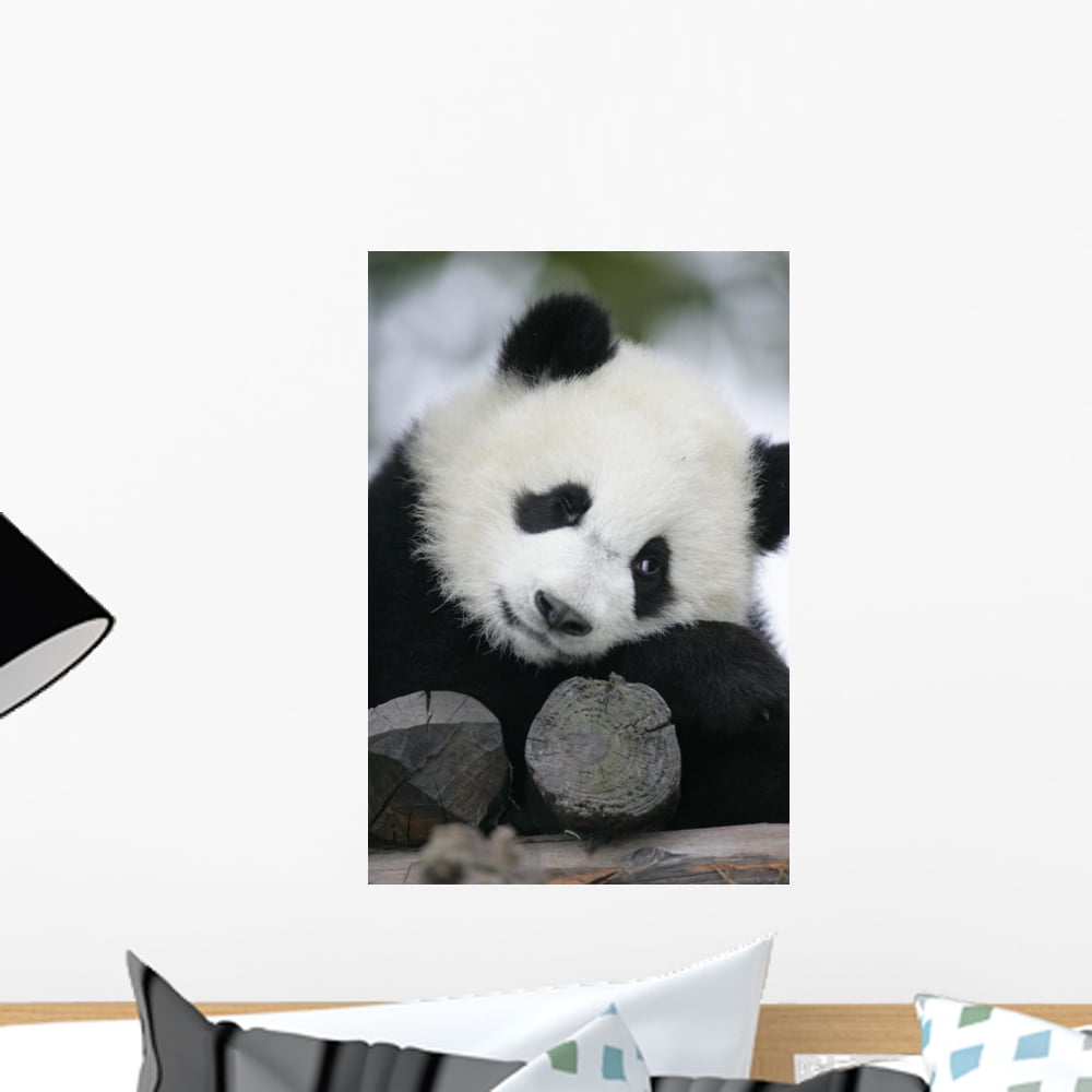 Giant Panda Bear Wall Mural by Wallmonkeys Peel and Stick Graphic (18 ...